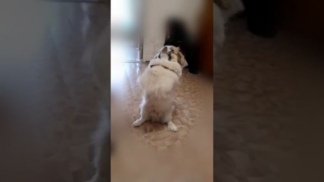 Белый зайка - попрошайка или просто Степашка