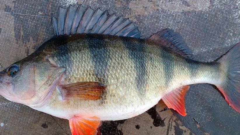 В этом году мы побили свои рекорды по количеству и размеру ловли основного речного хищника - окуня.