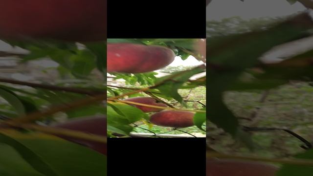 персики и услуги от, адвокат, english, английский, массаж, relax, отдых, tur всё в описании прочтите