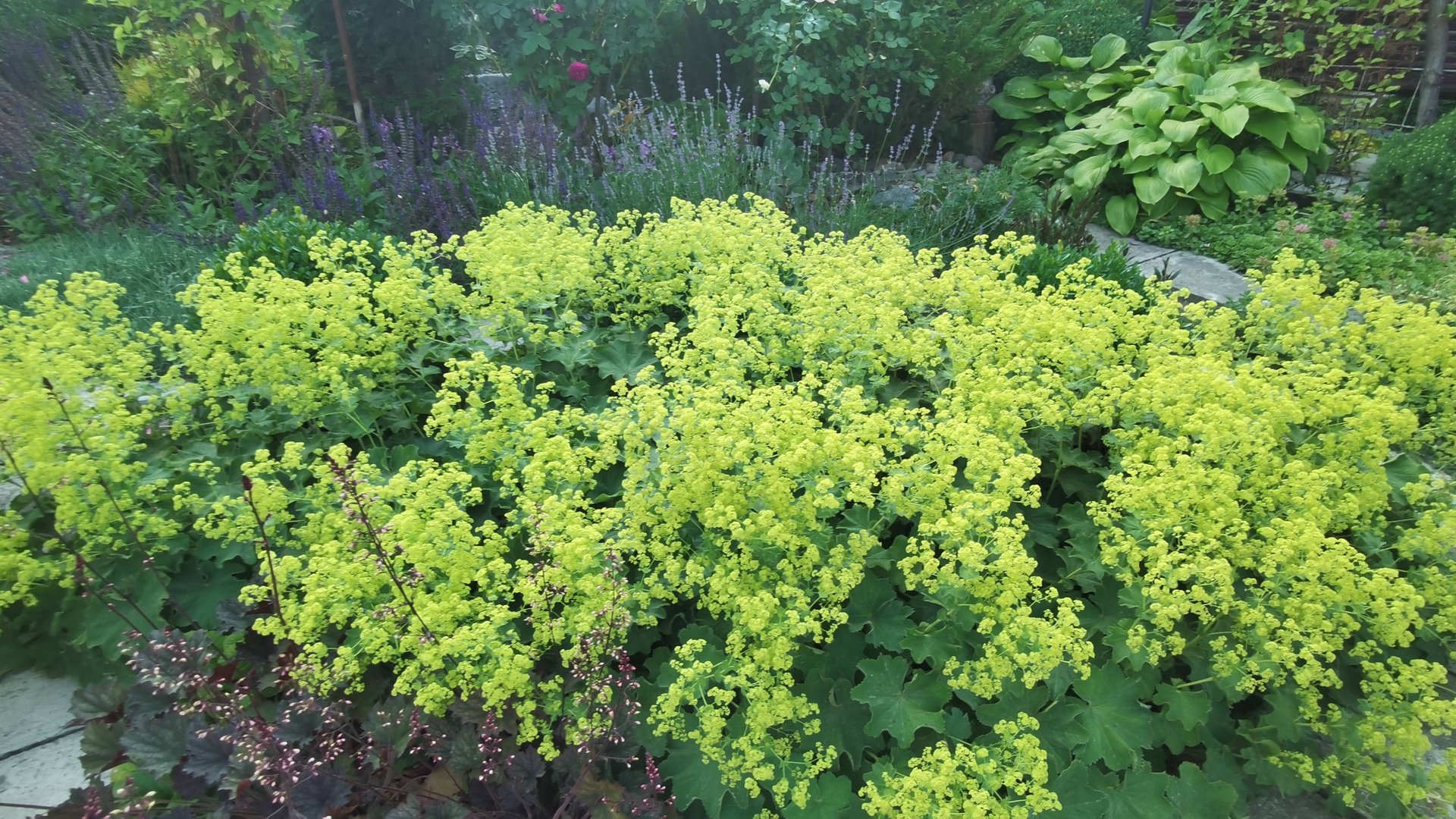 Манжетка мягкая сорт Робустика в дизайне сада, агротехника и размножение. #сезонконтентаRUTUBE