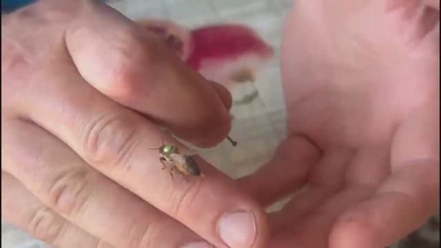 Мечу маток опалитками