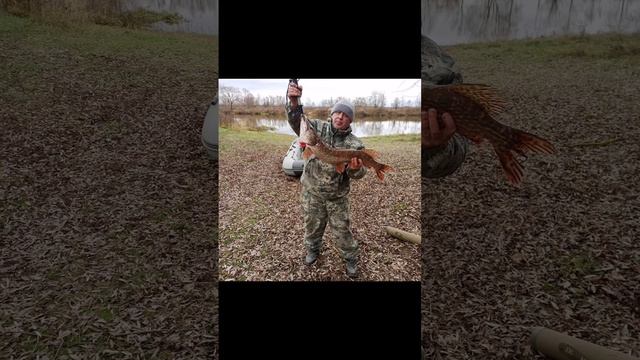 Десна 2024 ноябрь