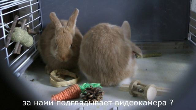 Крольчата - делим игрушку в клеточке
