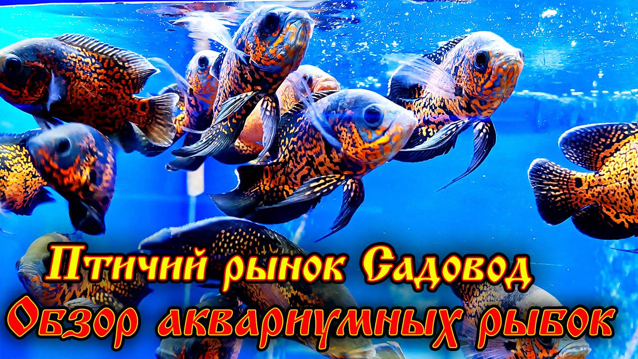 Птичий рынок 2024 Обзор аквариумных рыбок, растений и оборудования!