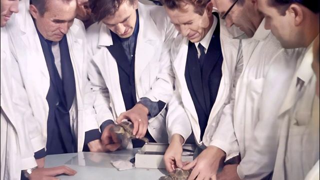 Средняя голова - Космические черепахи