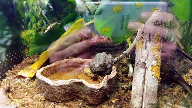 Московский зоопарк. Монгольская жаба.