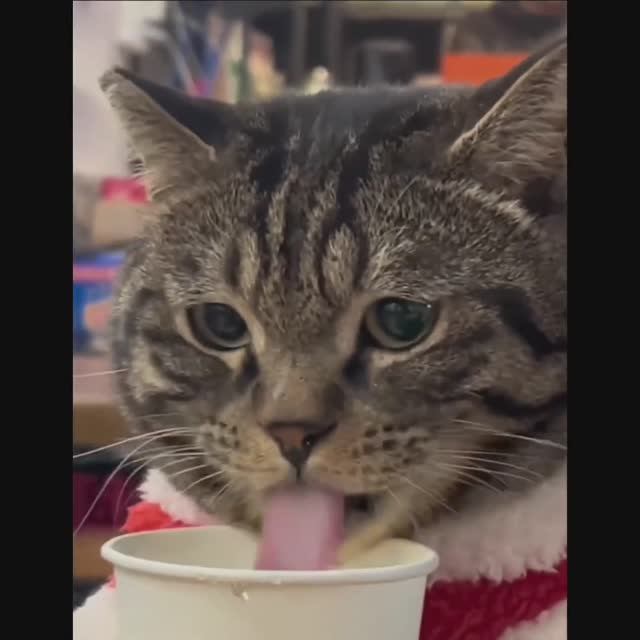 Приколы с животными выпуск 2.