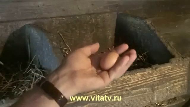 Доктор Попов - Простатит и потенция в одном яйце HD