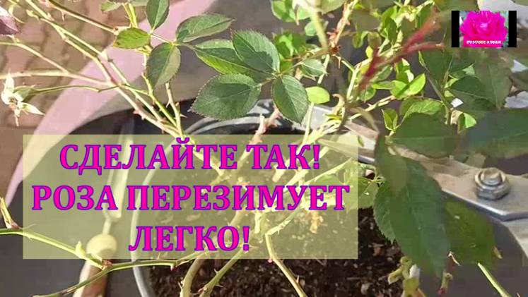 РОЗА В ВАЗОНЕ. ЗИМОВКА