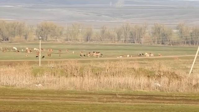 Утро в поселке