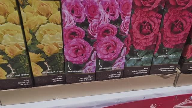 РОЗЫ В ОКЕЙ СО СКИДКАМИ, ПОКУПКИ!🌹