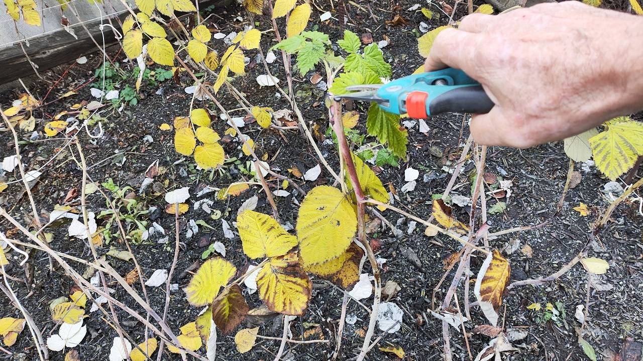 Подготовка малины к зиме.Как обрезать малину осенью.Уход за малиной осенью