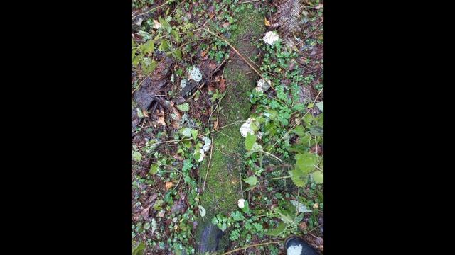 Релакс ноябрьского леса