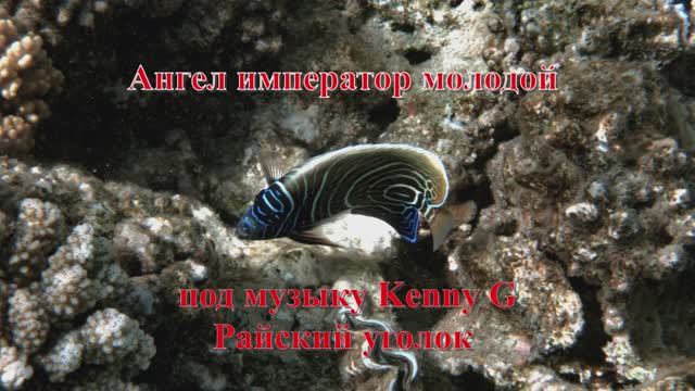15. Ангел император молодой под музыку Kenny G Райский уголок HD