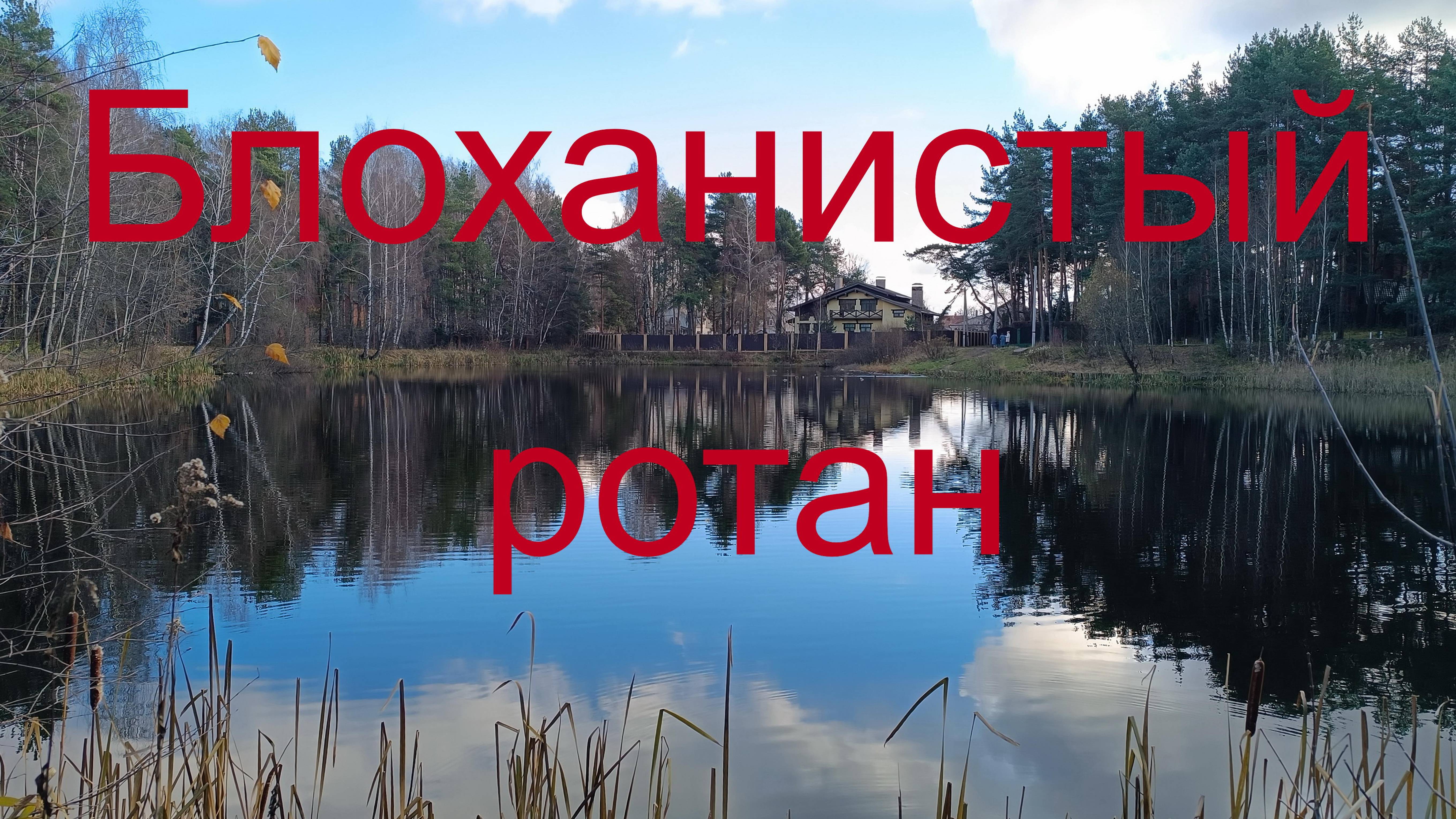 Блоханистый ротан. оз.Блоханка. с.Новое. 10.11.2024.