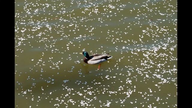 Природа... окресности Вашингтона.