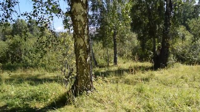 Покос через несколько лет