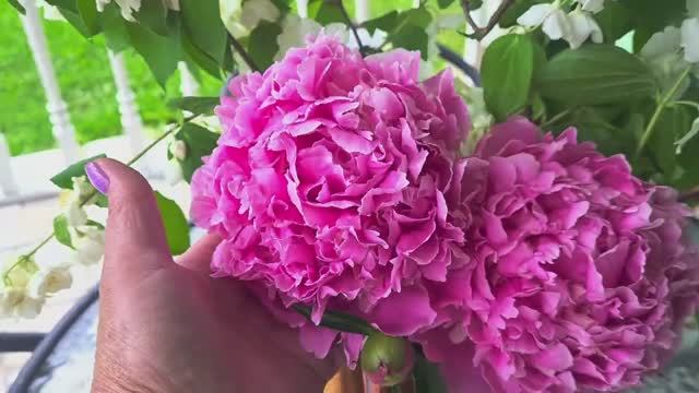 Обзор цветов и пруда с Нимфеями на 10 июня! Ленинградская область!