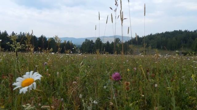 За черникой сбегал