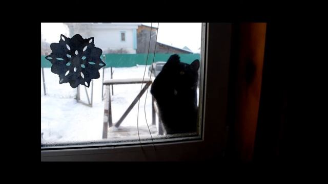 Кошка просится в окошко