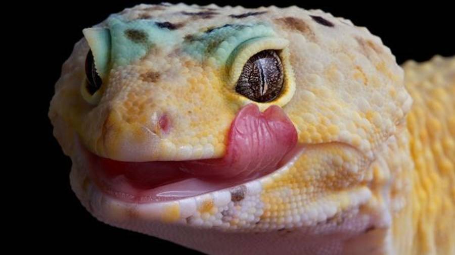 А у меня пополнение.