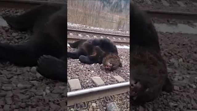 Поезд сбил медведя.mp4