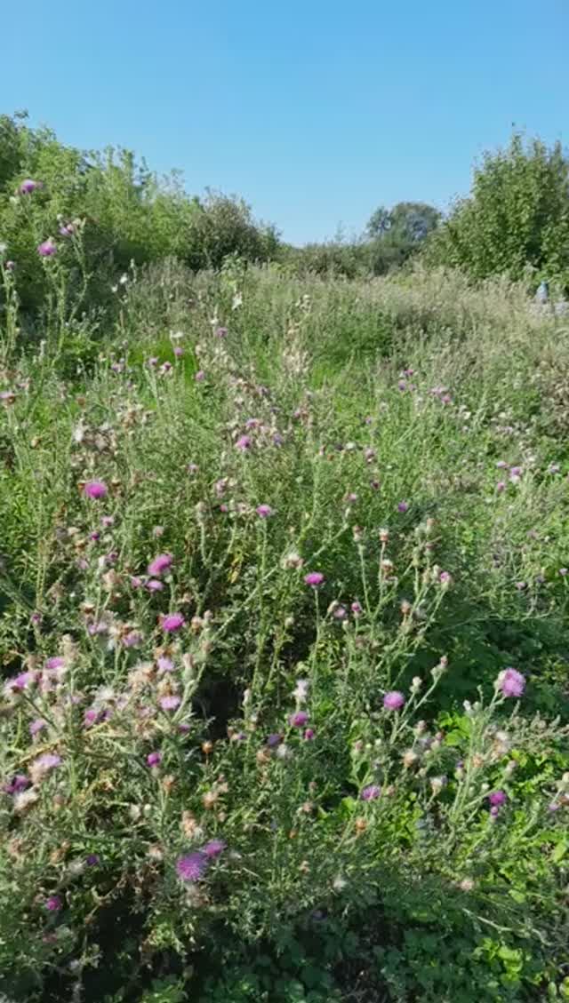 18-08-2024 Доброе утро