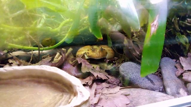 Московский зоопарк. Амазонская рогатка.