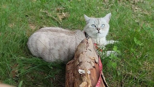 23.03.2023 Кошки на тренировке в лесу