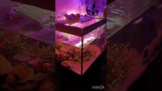 Мой вечерний аквариум 😊❤