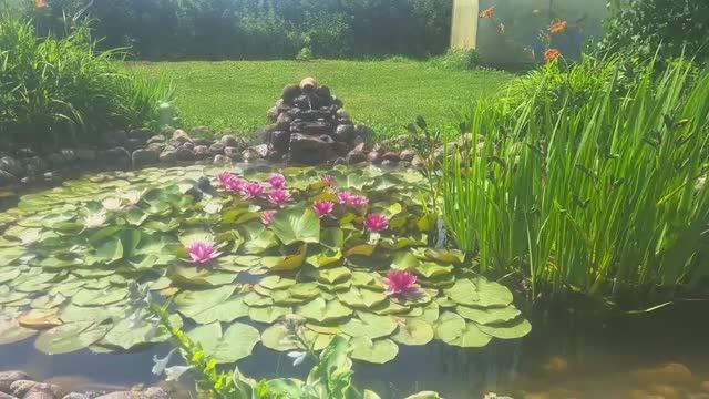 Уютная дача!🏡Обзор пруда с Нимфеями на 1июля.Ленинградская область.