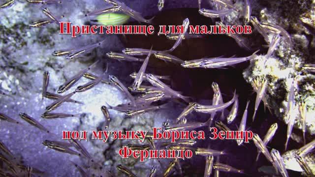 11. Пристанище для мальков под музыку Бориса Зепир - Фернандо