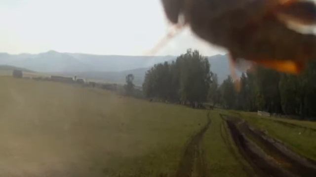 Кузнечик проехал зайцем