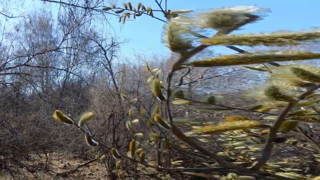 весна из архива