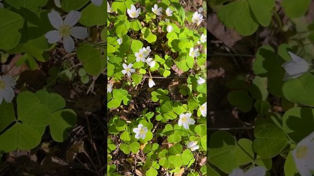 Слушай, как звучит майский лес