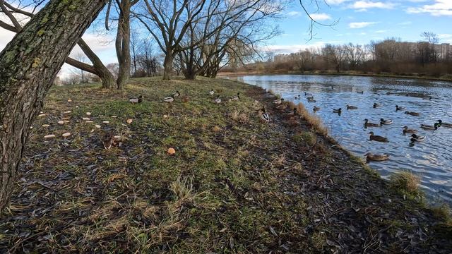 Санкт-Петербург Утки Дудерговский канал Осень 2024