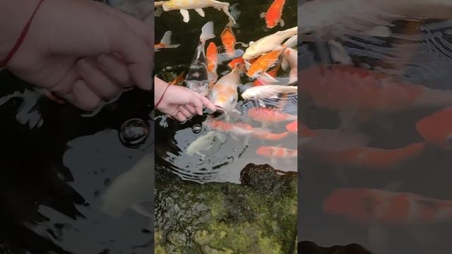 Паттайя. Океанариум Underwater World. Лето 2024 года