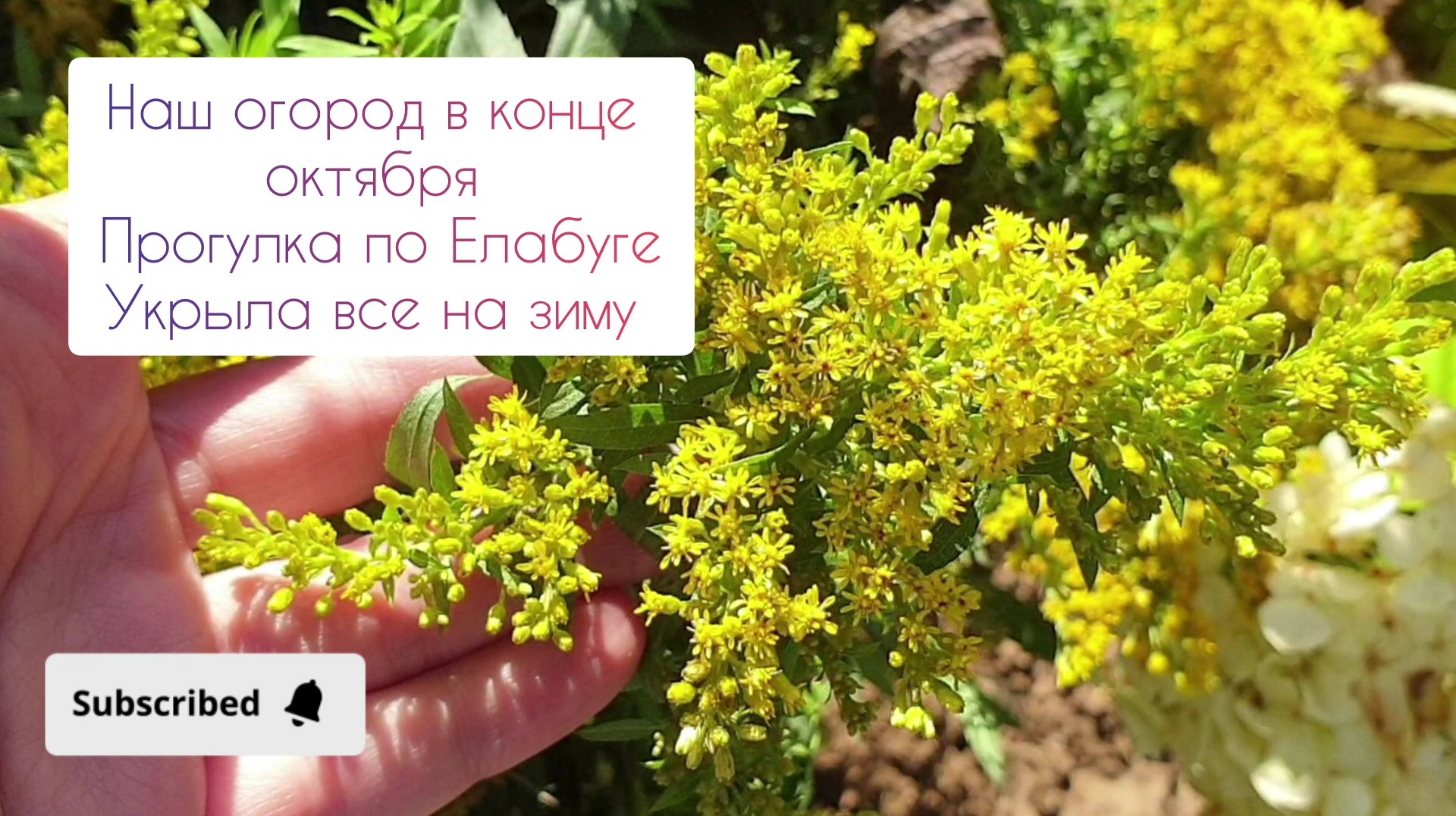 Наш огород в конце октября. Прогулка по Елабуге. Укрыла все на зиму