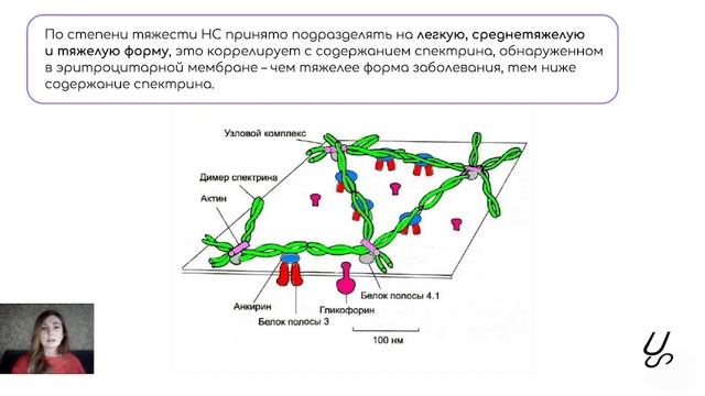 Гематология | Наследственный сфероцитоз