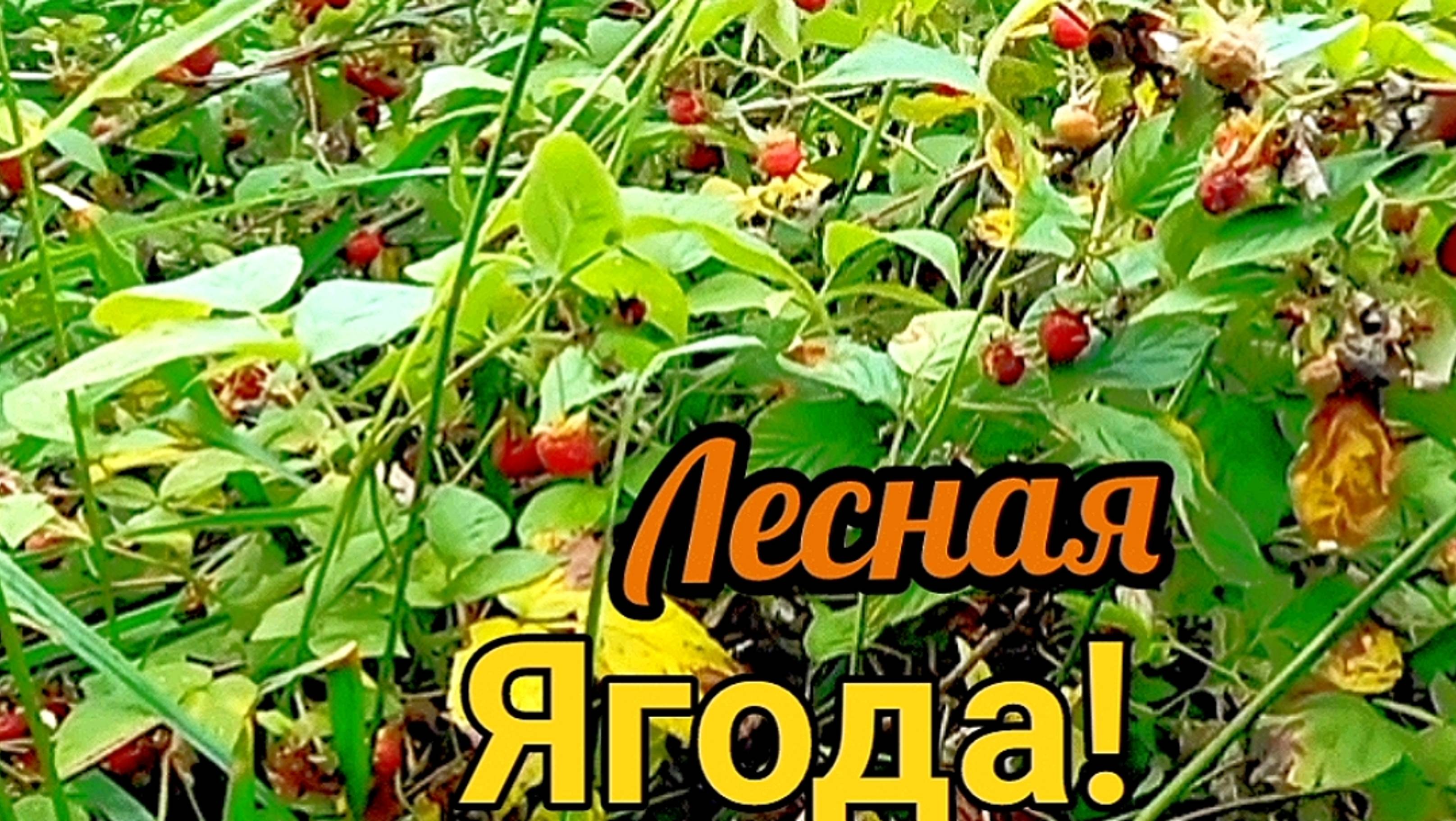 Собираем малину в Карельском лесу на вырубках.