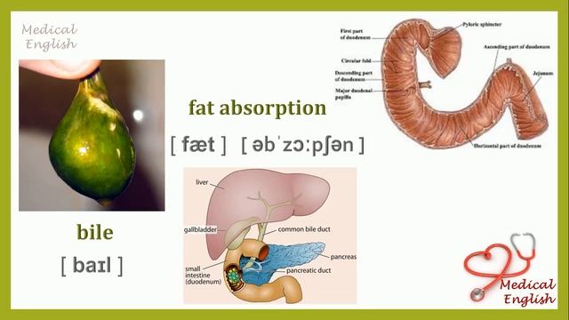 Изучаем Желчный Пузырь на Английском | Gallbladder #3. Медицинский Английский с Татьяной Глушковой