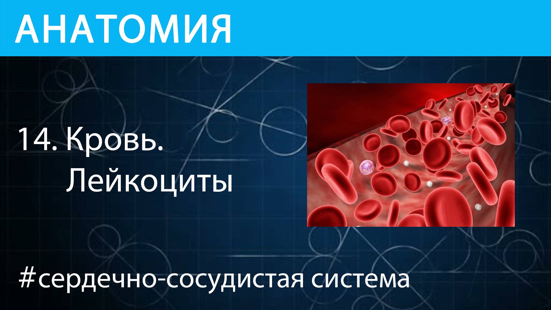 Анатомия: Кровь. Лейкоциты