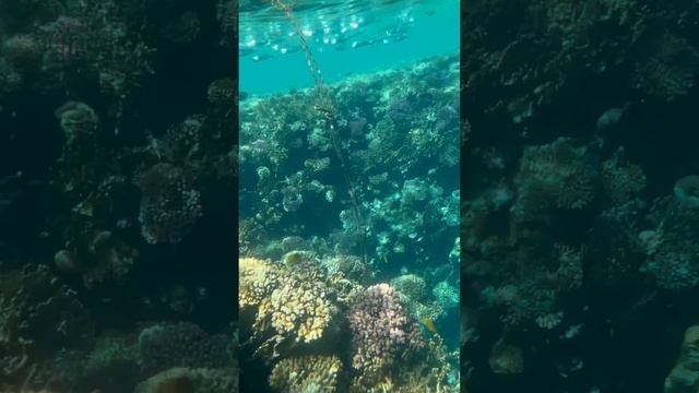 Подводный мир «Домина Корал Бей». Египет. Шарм Эль Шейх. 02.11.24