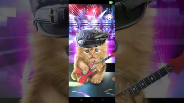 мой новый кот!