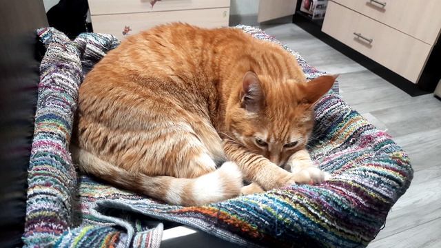 Кошка Рикси  Dram&Bass