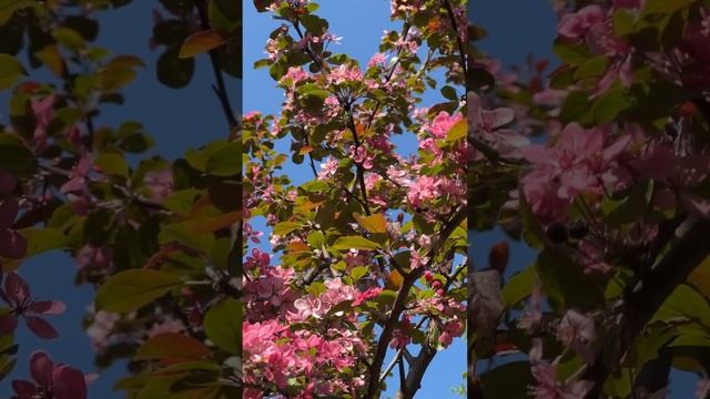 Розовый май