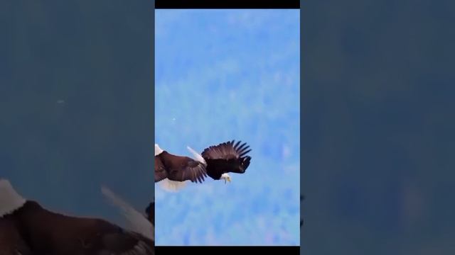 Танцы орлов в небе над Израилем