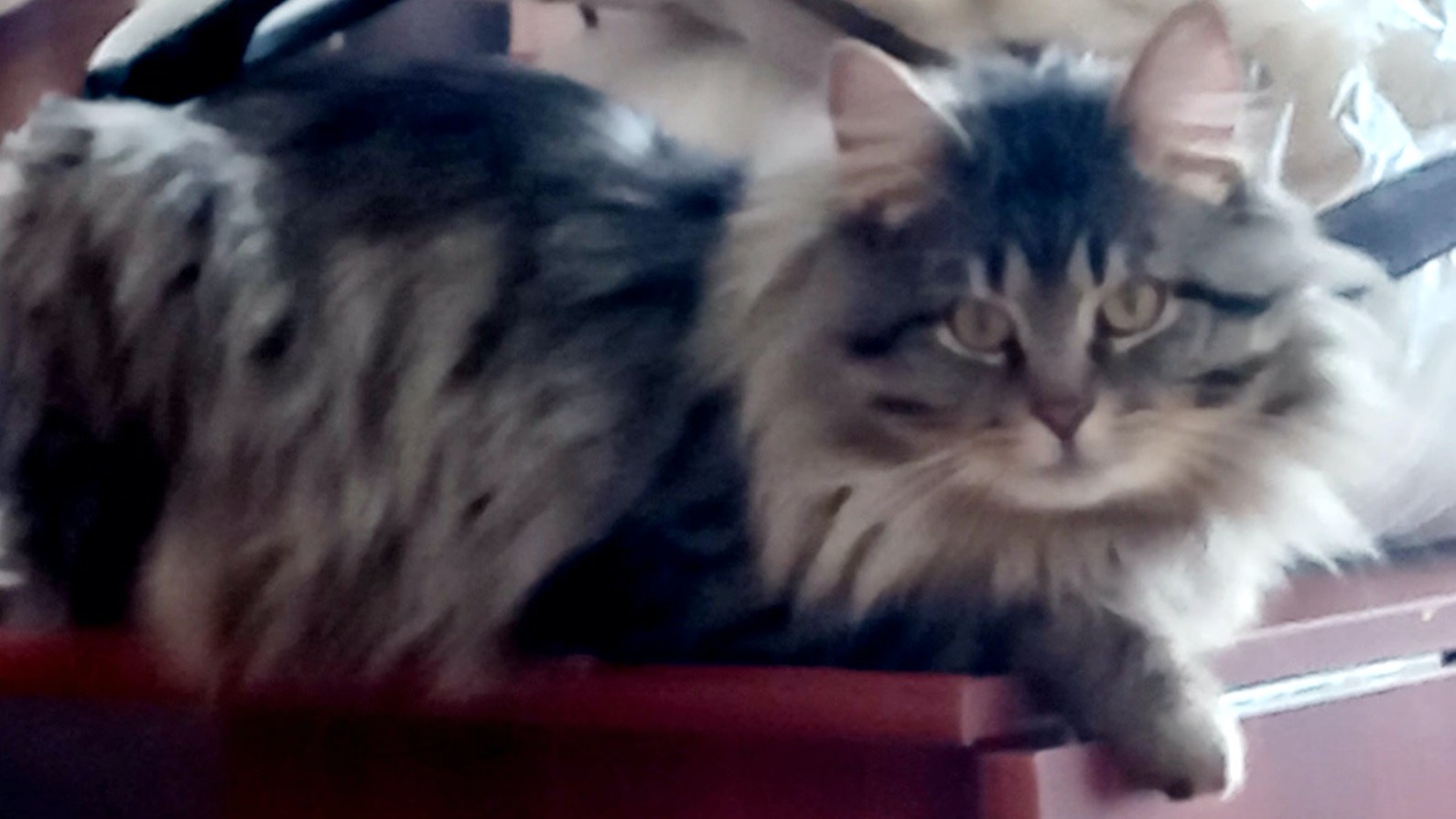 Сибирские коты