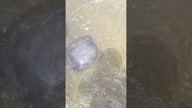 Погода в Паттайе в так называемый "сезон дождей".