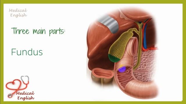 Изучаем Желчный Пузырь на Английском | Gallbladder #5. Медицинский Английский с Татьяной Глушковой